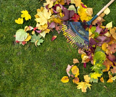 Get Your Leaves Raked - Local Professionals